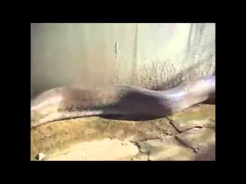 Longest 60 Foot Long Dead Snake Found in Florida! - YouTube