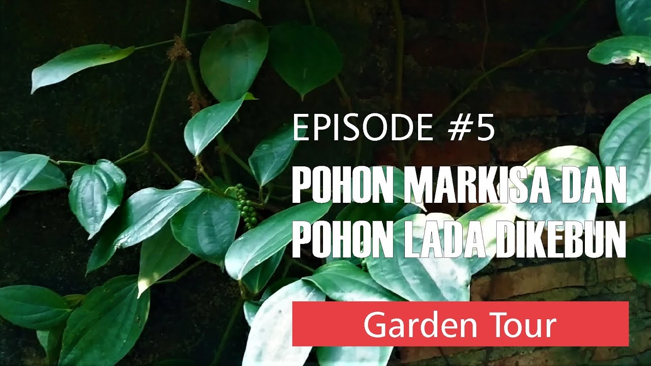 Garden Tour #5- Pohon Markisa dan Pohon Lada - YouTube
