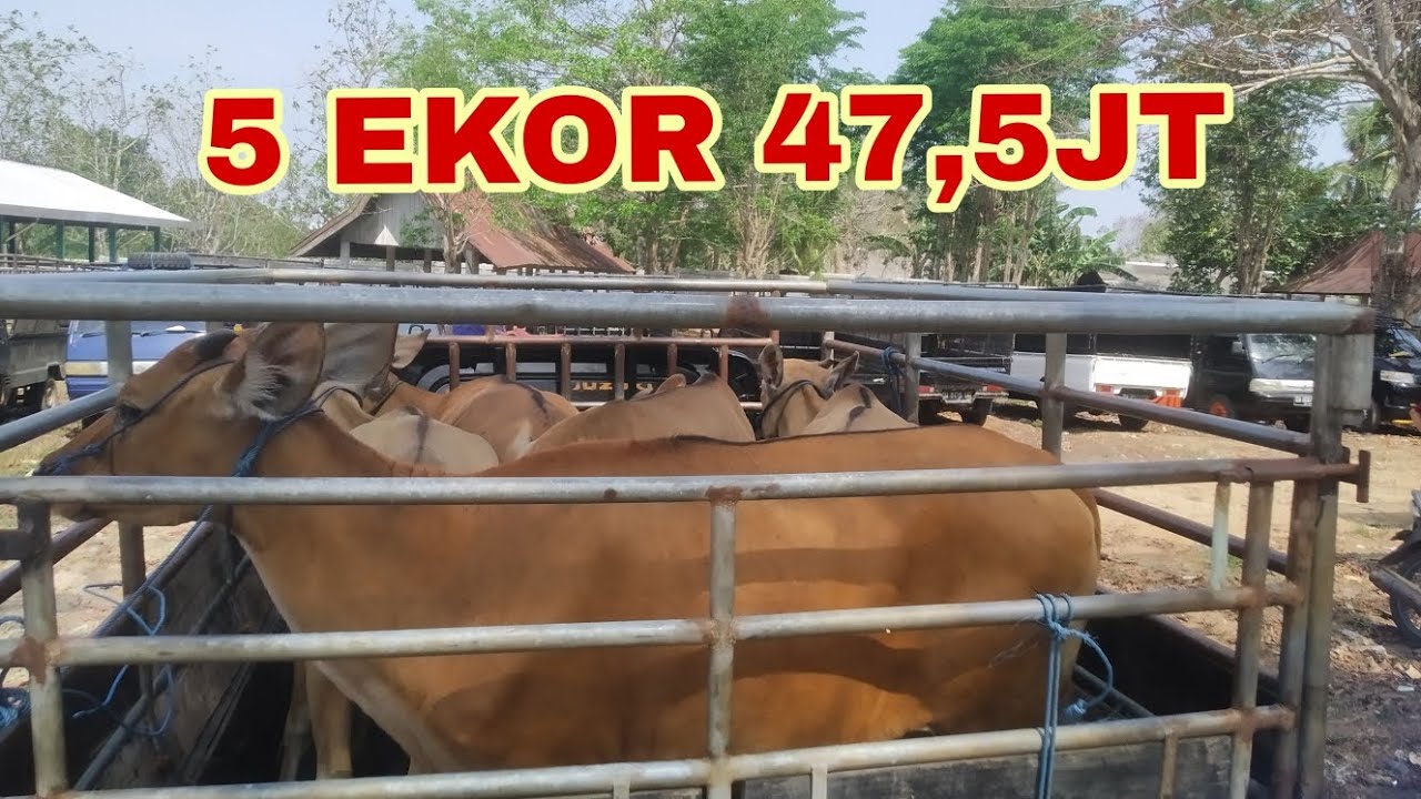 SAPI BALI DERA MURAH DI PASAR SAPI PELAIHARI TANAH LAUT KALIMANTAN ...