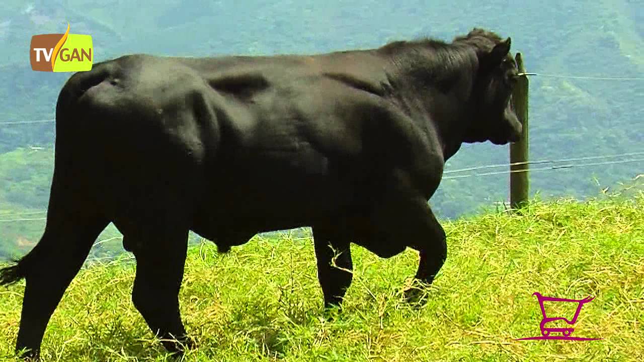 2014: TORETE PURO APTO PARA LA REPRODUCCIÓN, PESO PROM/ANIMAL 471 KG ...