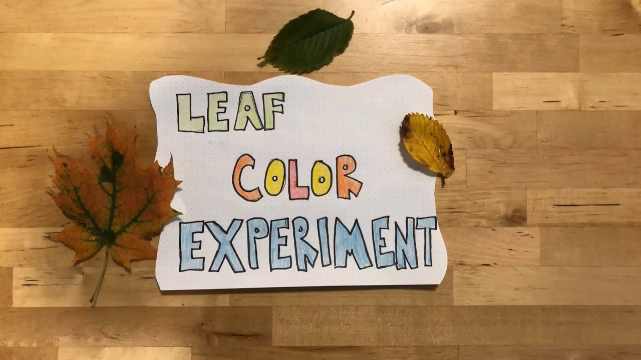 Farmer Scientist Series: Leaf Color Experiment - YouTube