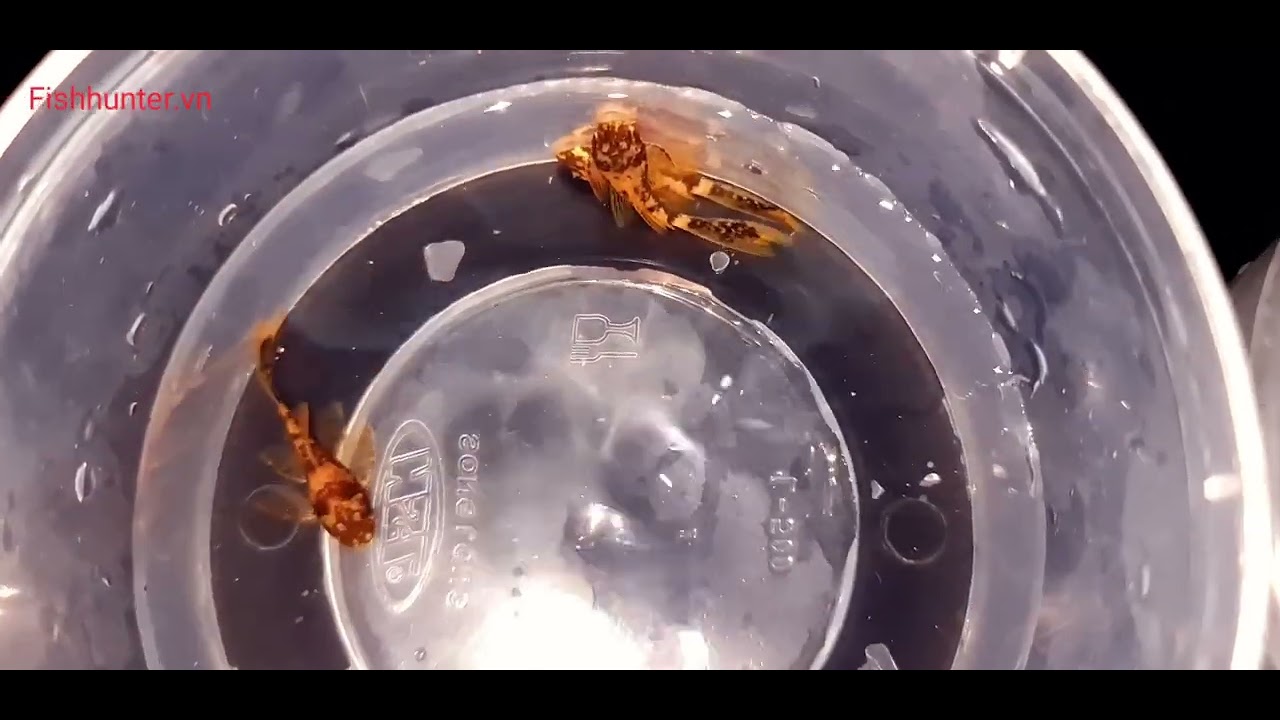 LongFin Calico 030623 | Trại Cá bảy màu giống Fishhunter || Chi nhánh ...