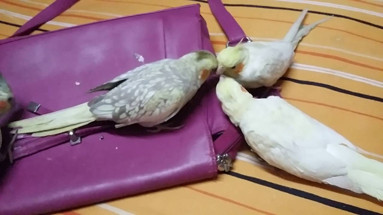 Cockatiel fighting..!!! - YouTube