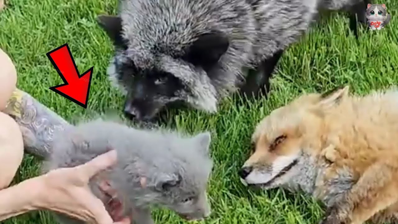 The Little Fox's Journey: A young woman rescues a lost, trembling fox ...