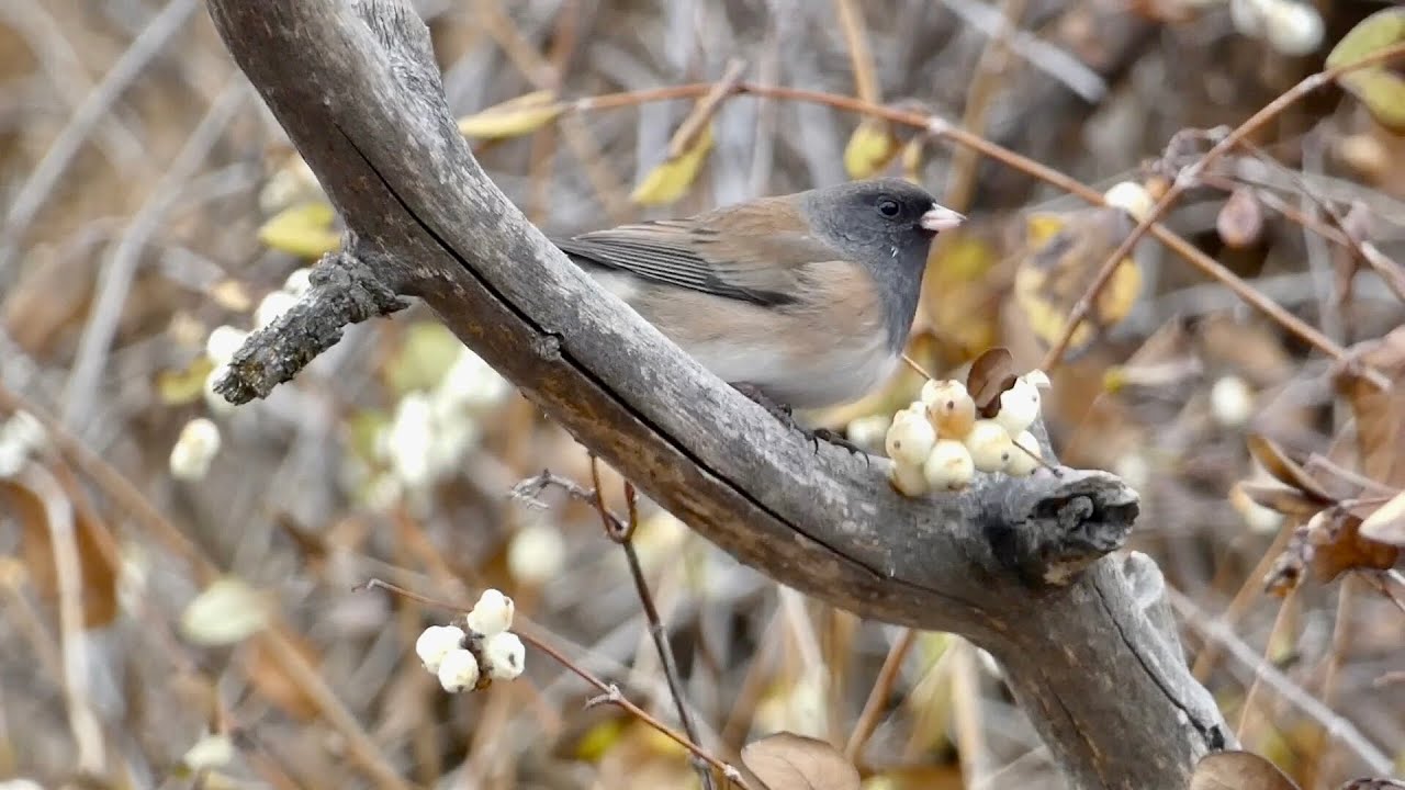 Dark-eyed Juncos eating Snowberries! - YouTube