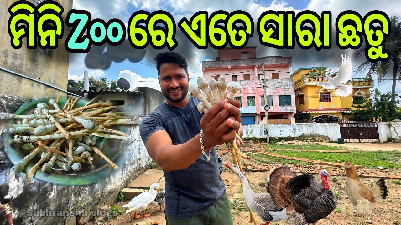 ମିନି ZOO ରେ କେତେ ସାରା ଛତୁ ଉଠିଛି || kukuda farm Odisha || bird farm ...