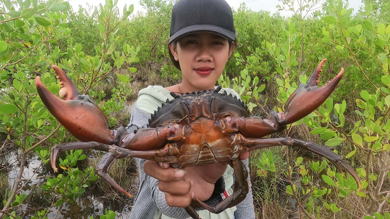 Unique Fishing - I Caught Huge Mud Crabs at The Sea Swamp after Water ...