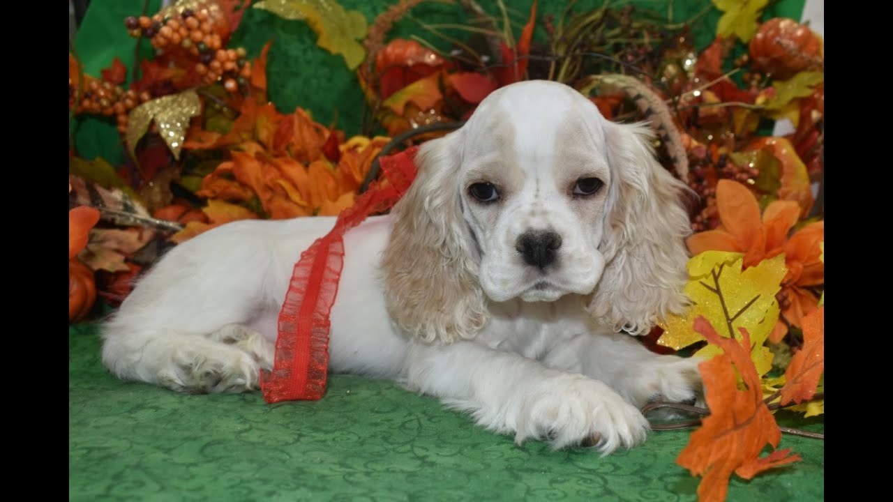 AKC American Cocker Spaniel Puppies for sale **www.maryscockerhaven.com ...