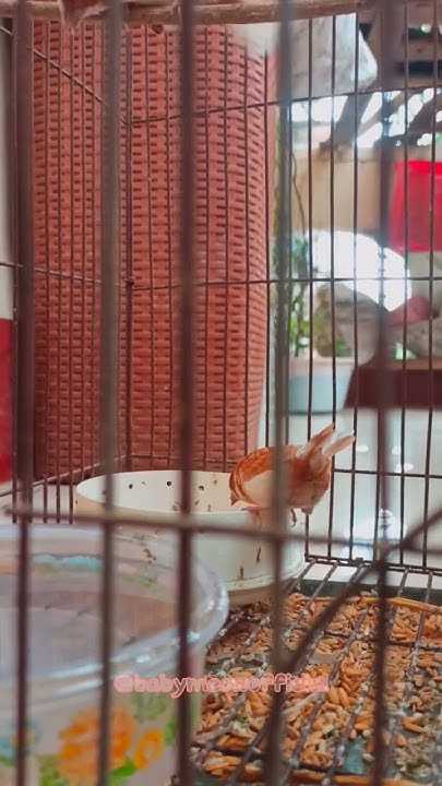 Amazing Feeding Frenzy: Watch This Finch Bird Devour Its Meal! - YouTube