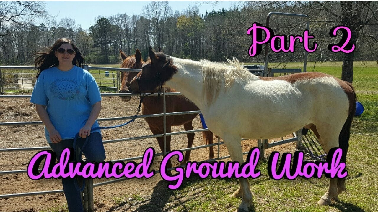 Colt Starting. Ground Work Exercises part 2 - YouTube