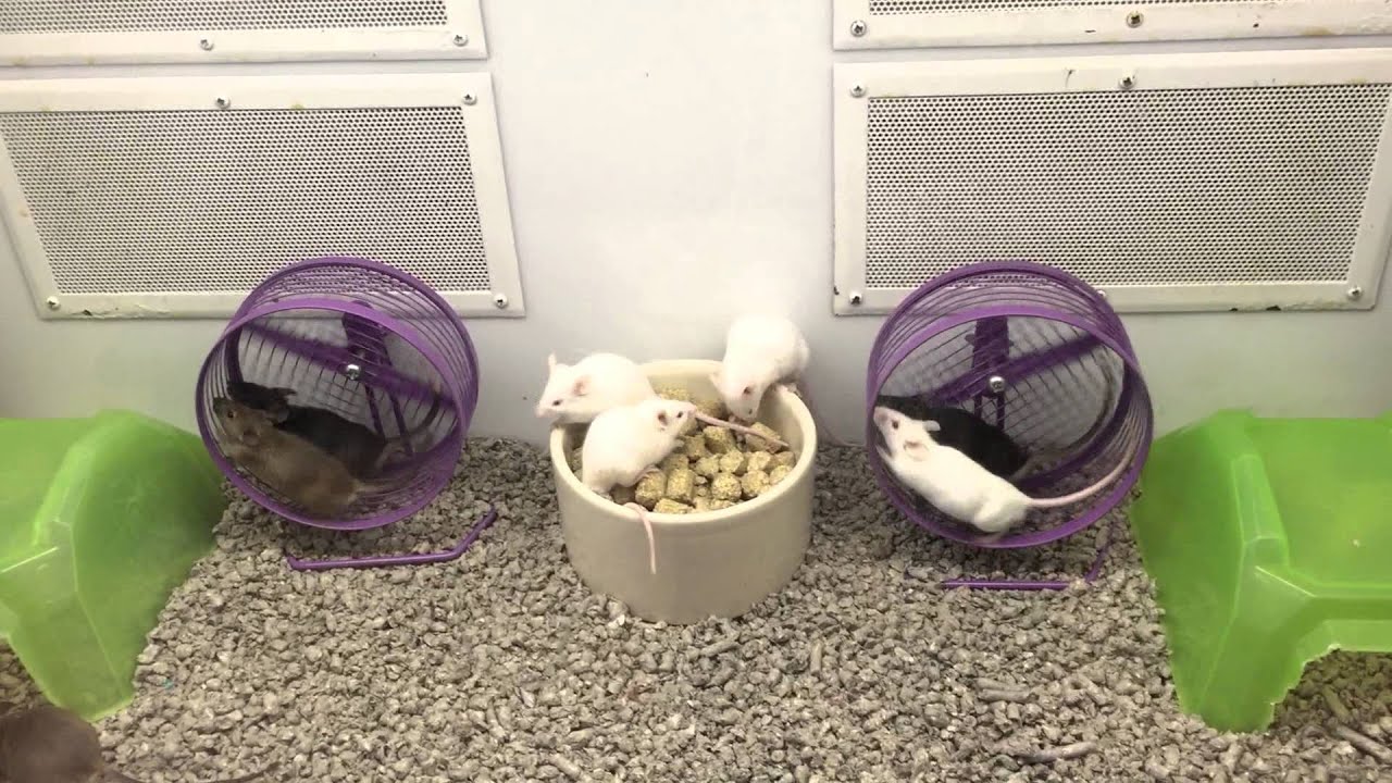 Rats exercising at Petco - YouTube