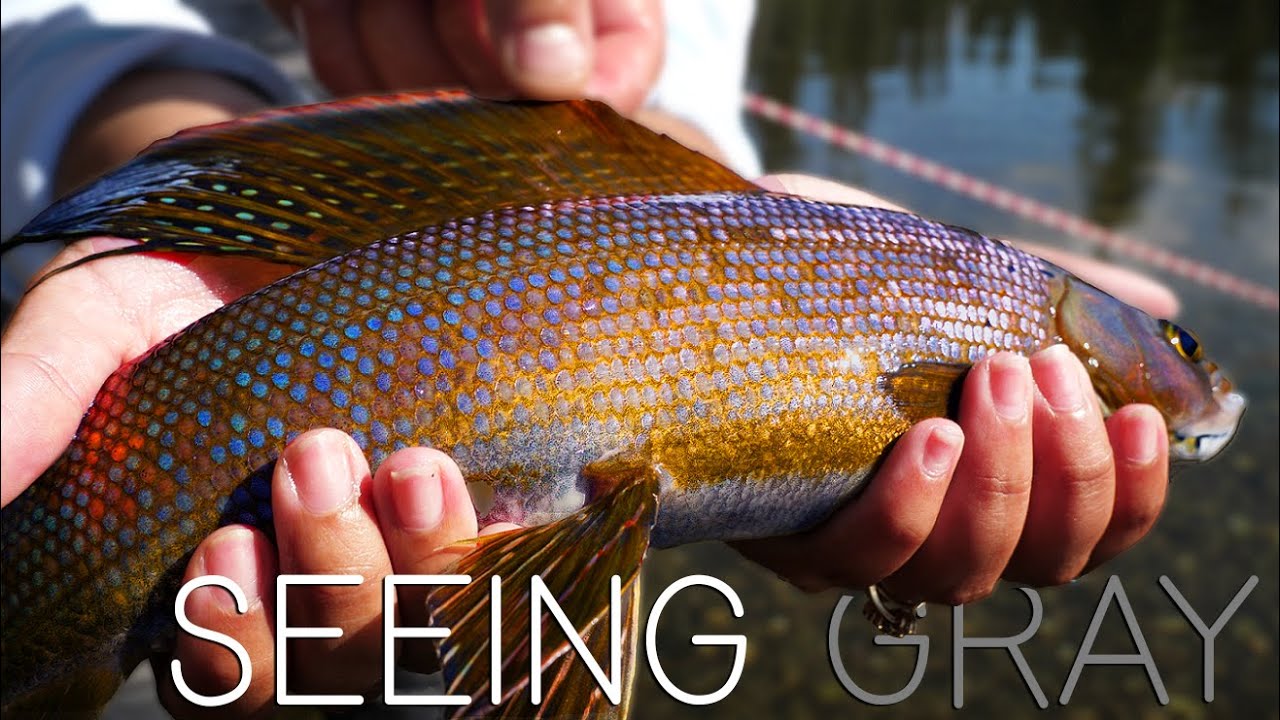 The Best Grayling Fishing In The Country - Seeing Gray - Fly Fishing ...