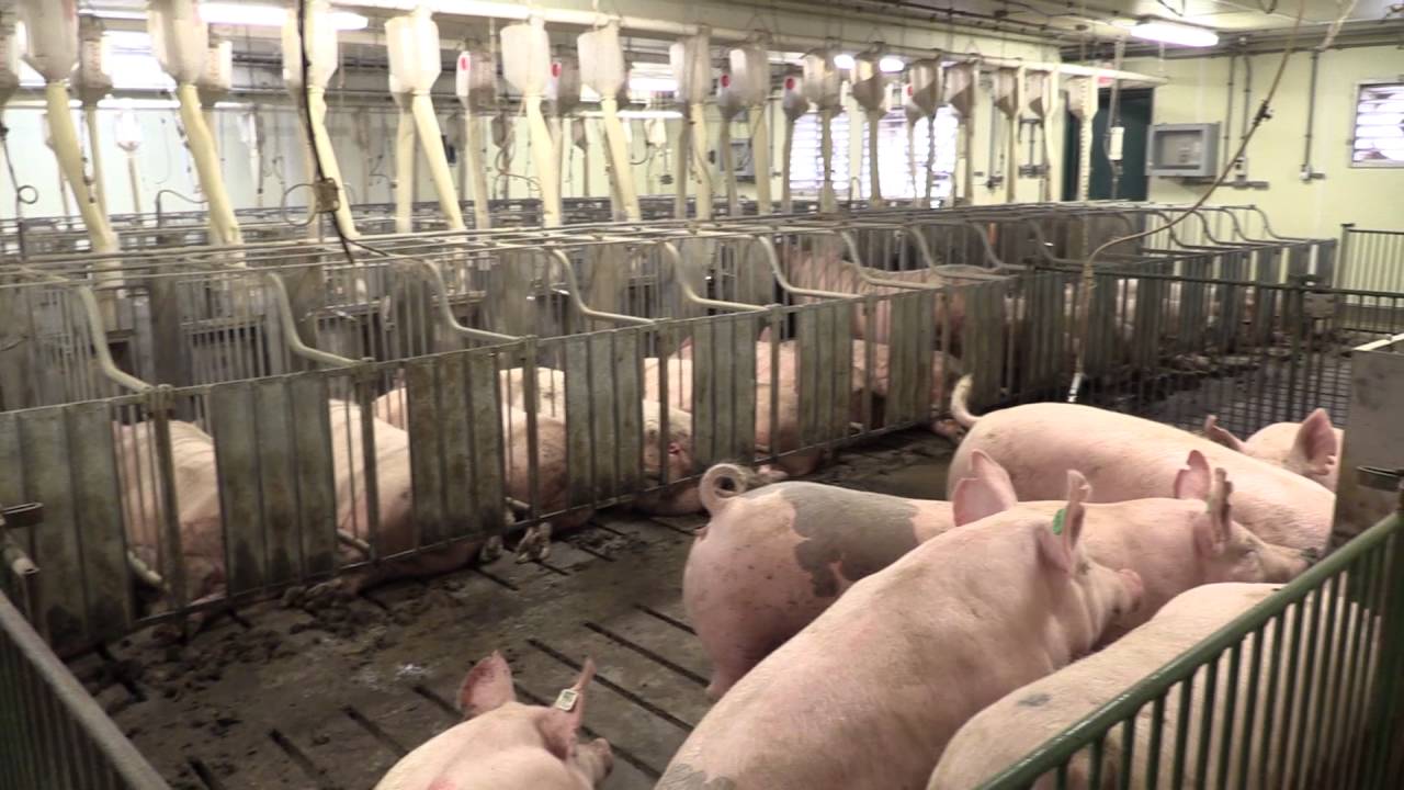 Swine Farm Virtual Tour - YouTube