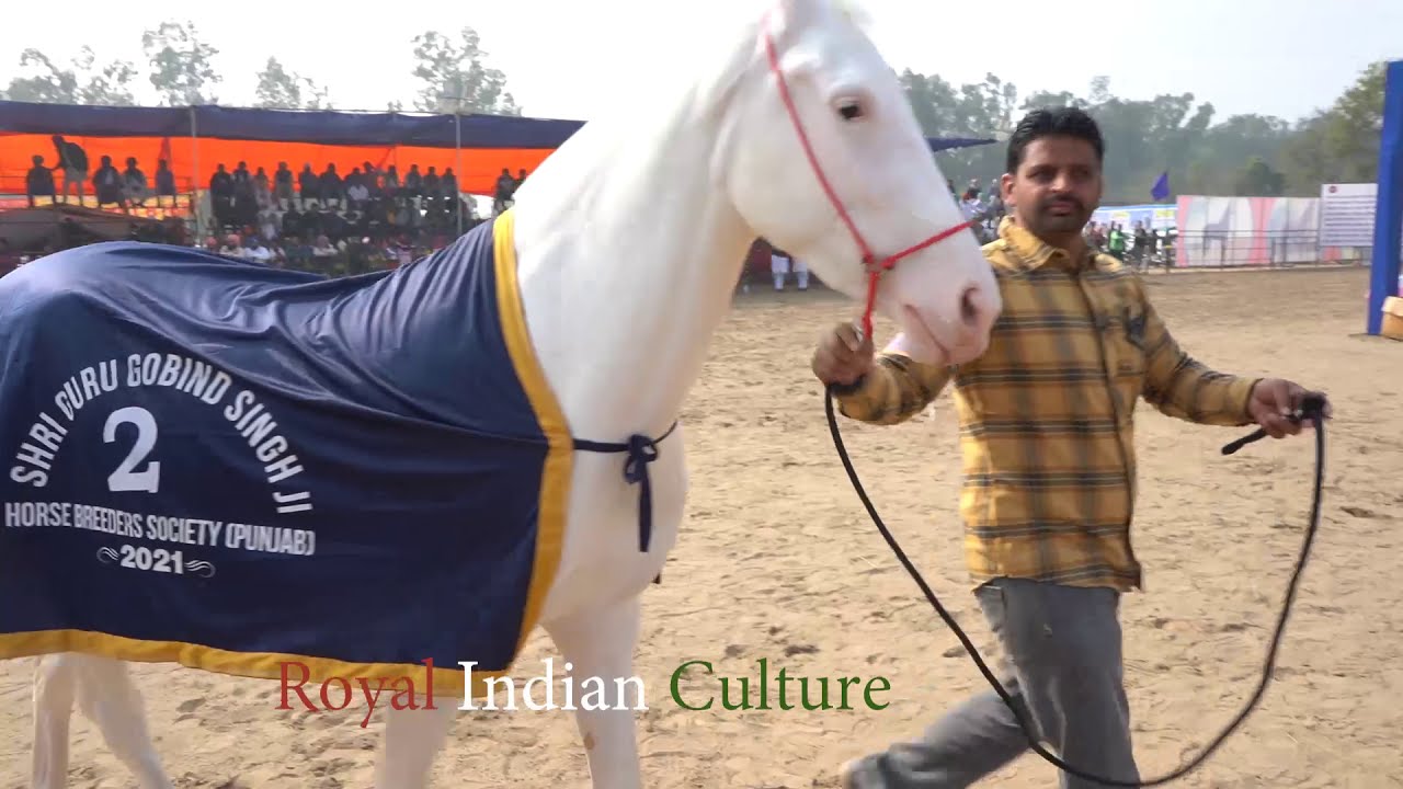 Guru Gobind Singh Ji Horse Breed