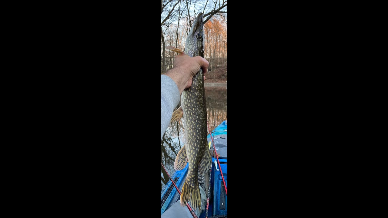 Caught 3 pike, and 2 smallmouth this evening on the Great Miami River ...