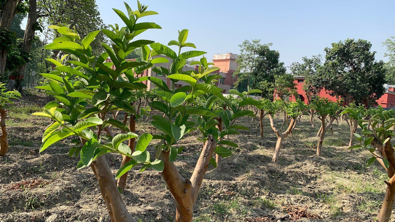 High Density Guava Orchard @ RPCAU, Pusa - YouTube