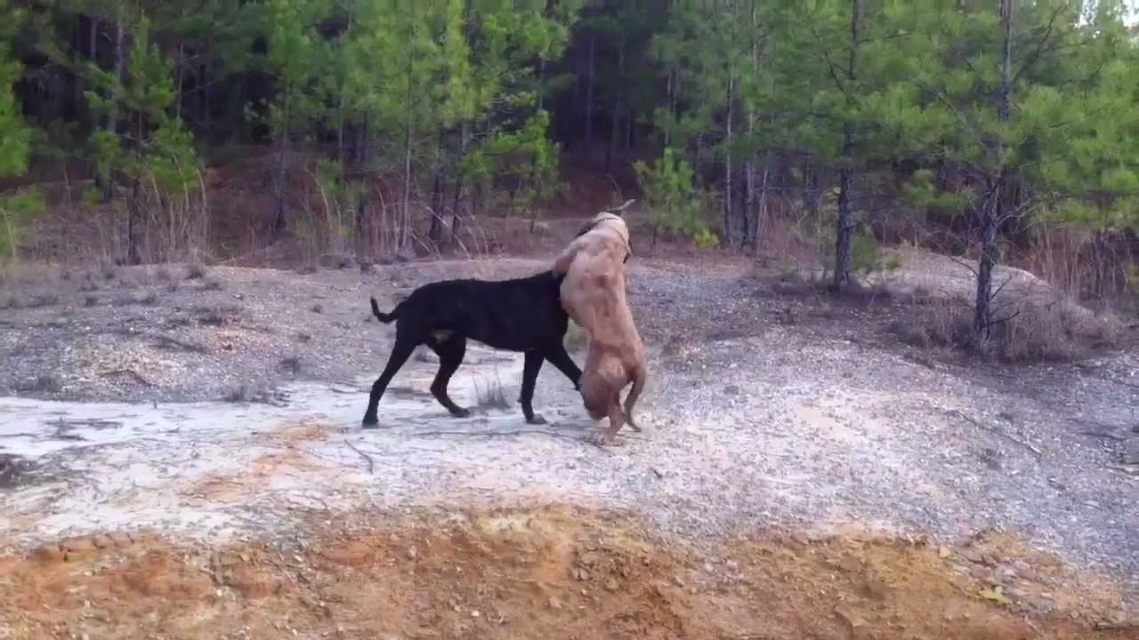 Working Mastiff - Kronos and Freya - YouTube