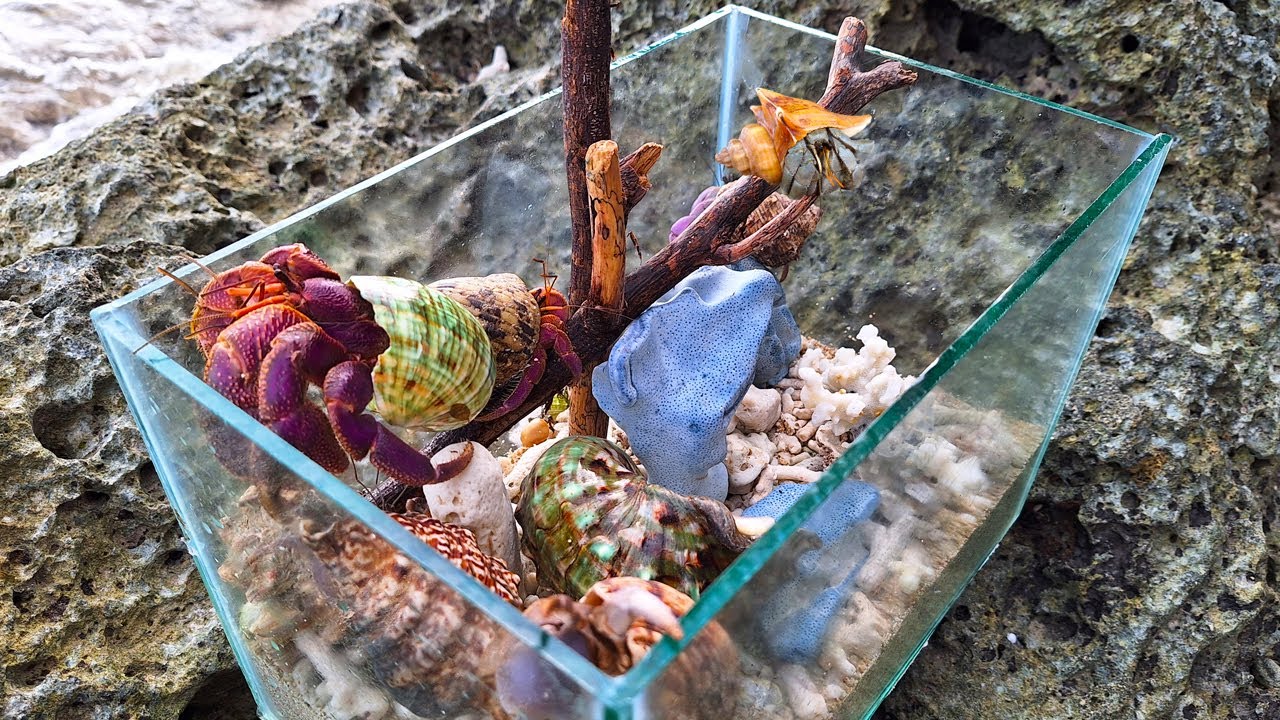 Making A Tide Pool Aquarium | Sea Creatures | Part 5 - YouTube