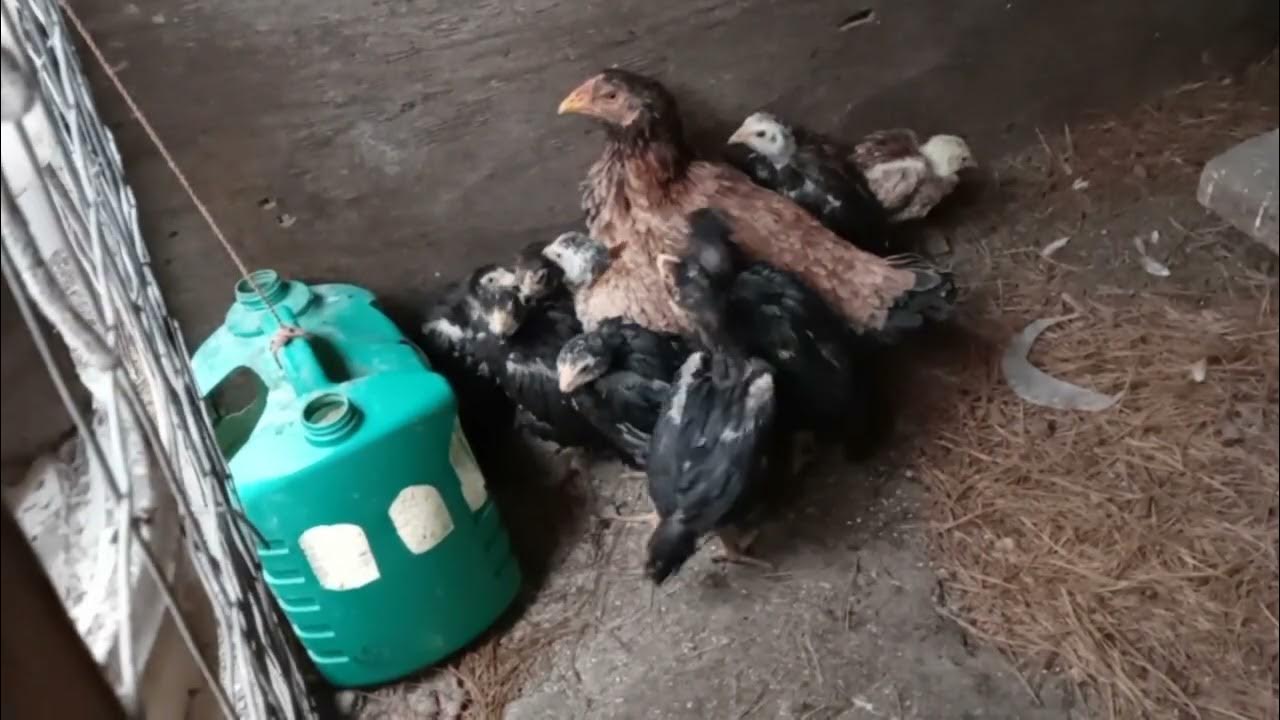 Me Nyuam Qaib 2023 - YouTube