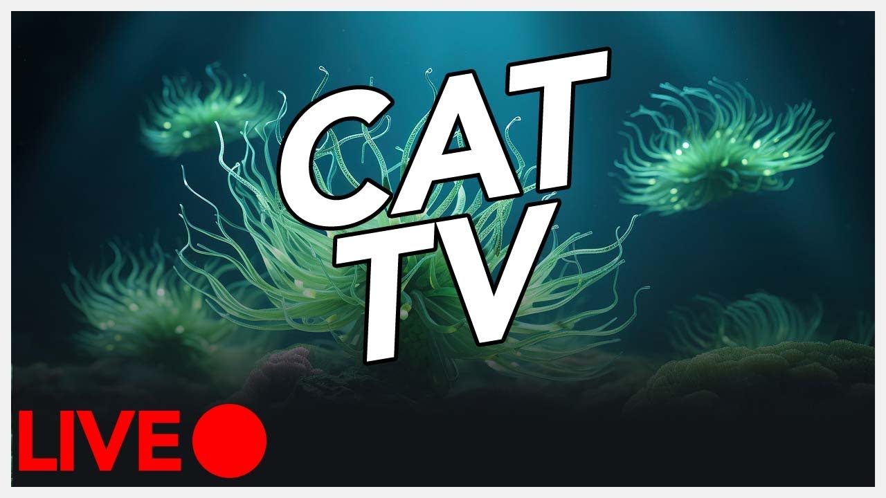 Cat TV 24/7 - Non-Stop Underwater Swimming Adventure for Cats! - YouTube