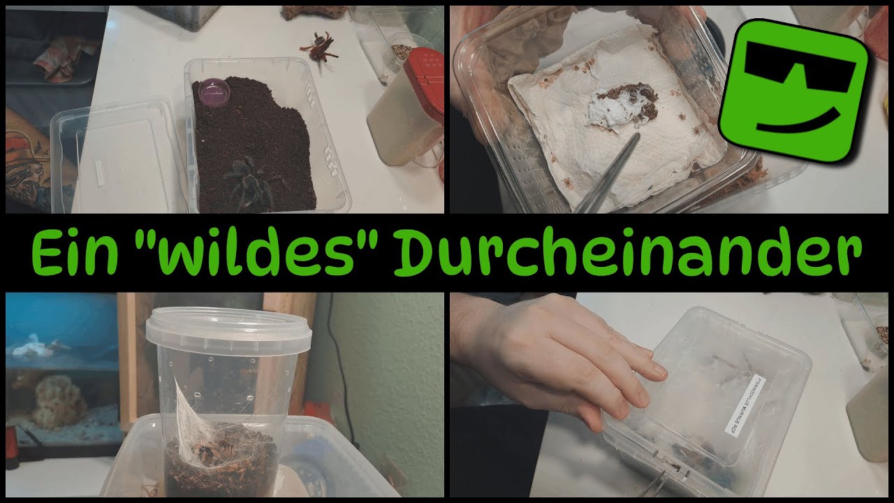 Wildes Durcheinander 5 Buchstaben