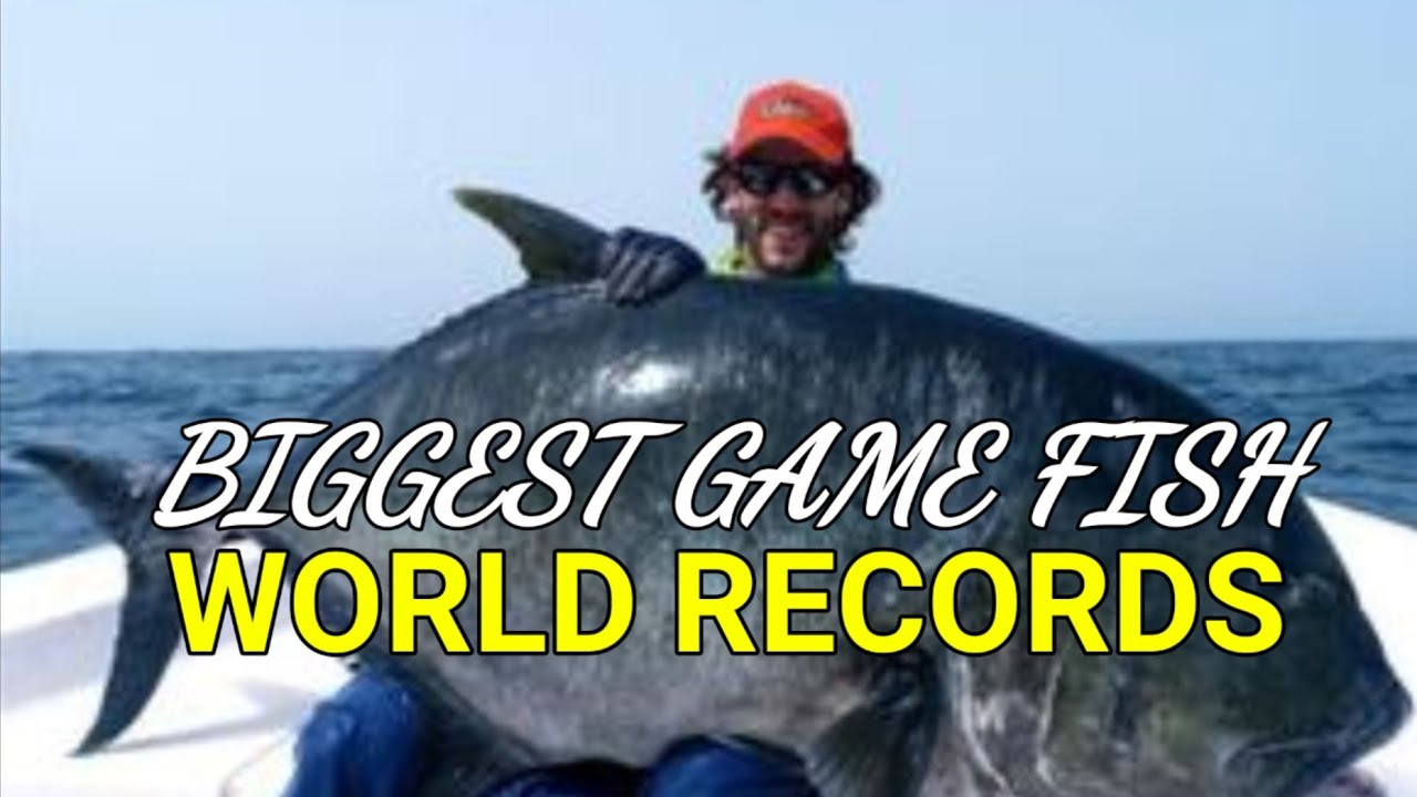 Biggest Game Fish World Records | Saltwater | Ikan Terbesar - YouTube