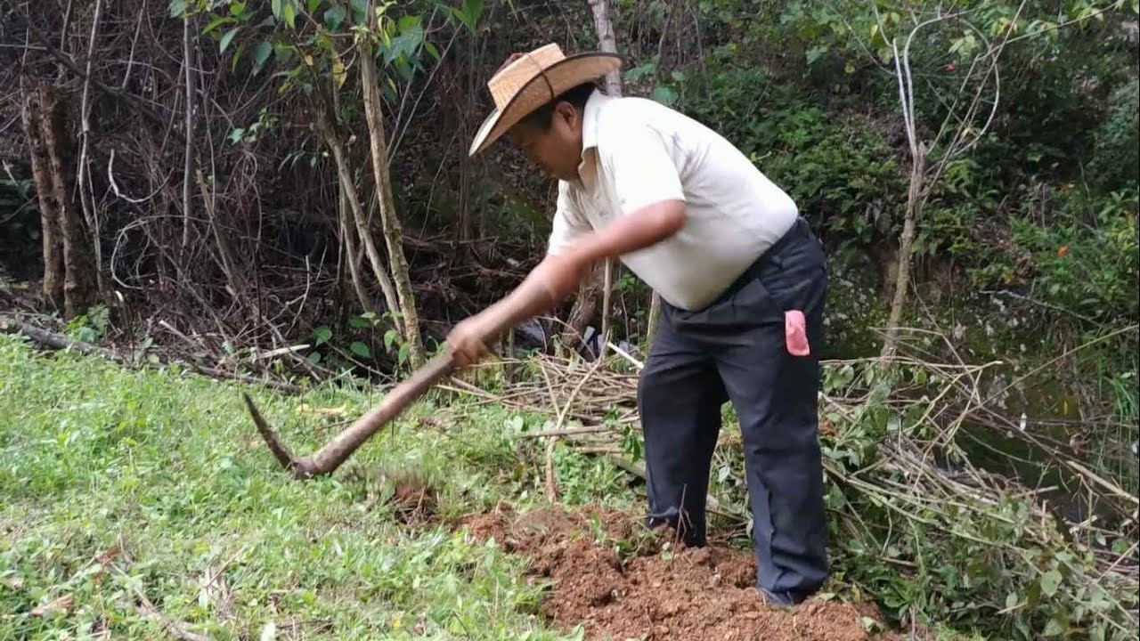 Así se labra la tierra en el rancho, para comer hay que trabajar en el ...