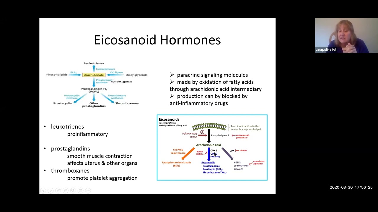 endo 1D eicosanoids & target cell modulation physiology 6 min - YouTube