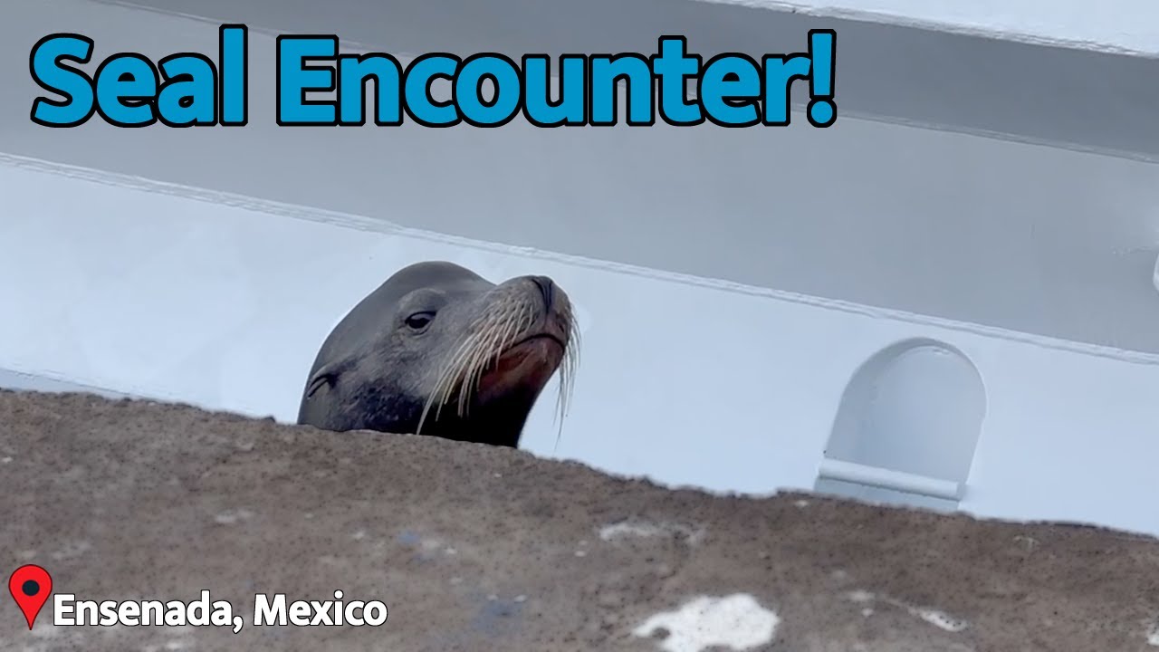 Some Cute Seals At Ensenada, Mexico (Navigator of the Seas) - YouTube