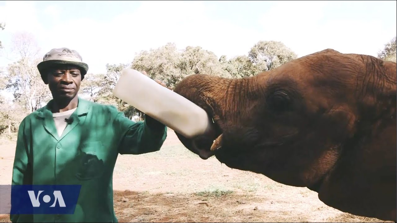 Keepers’ Diary: A Life Shared with Orphaned Elephants - YouTube