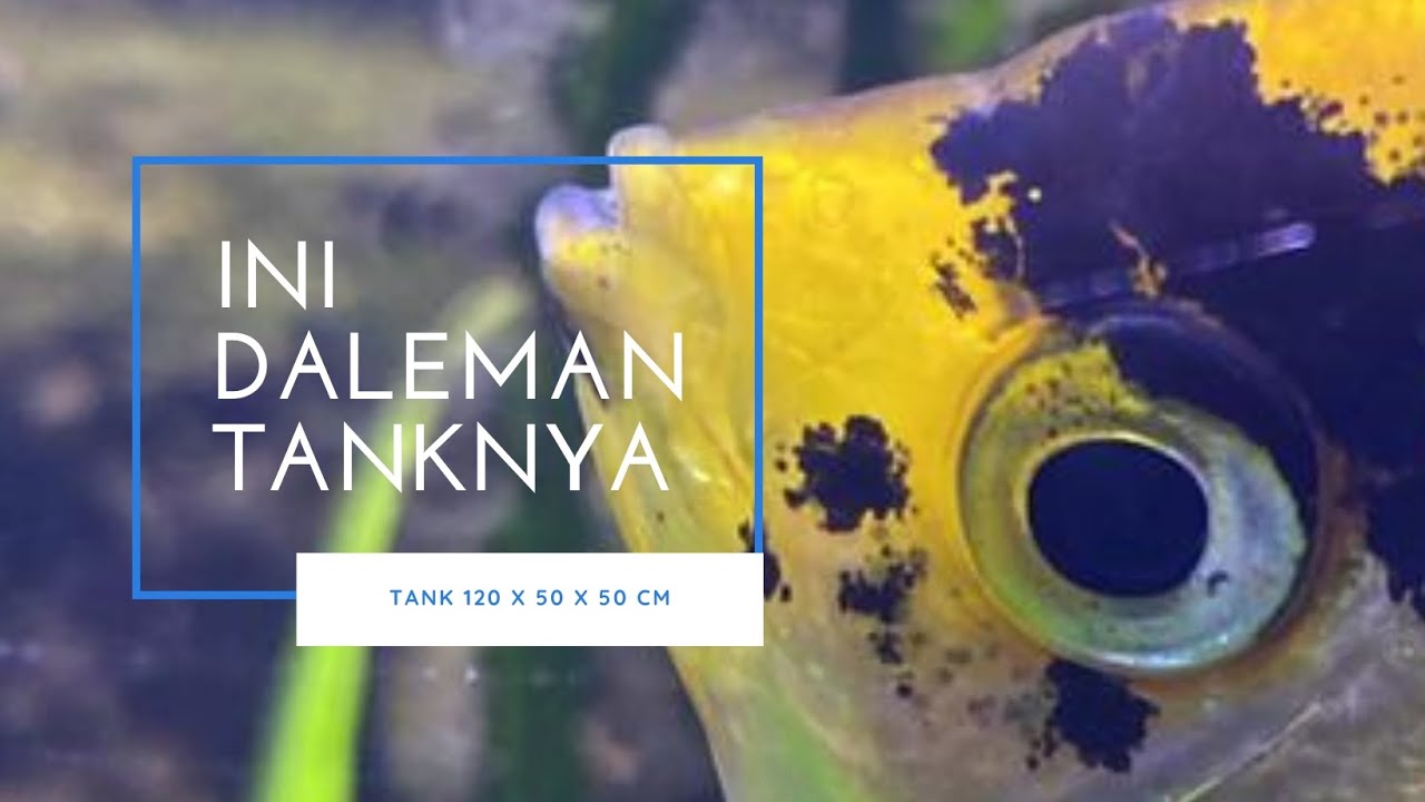 Daleman Tank Aquascape Umur 5 Bulan - YouTube