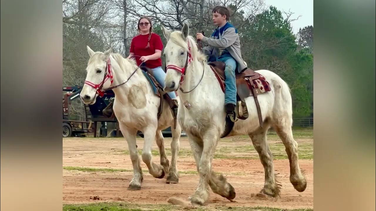 Percheron Team Kate and Katie - YouTube