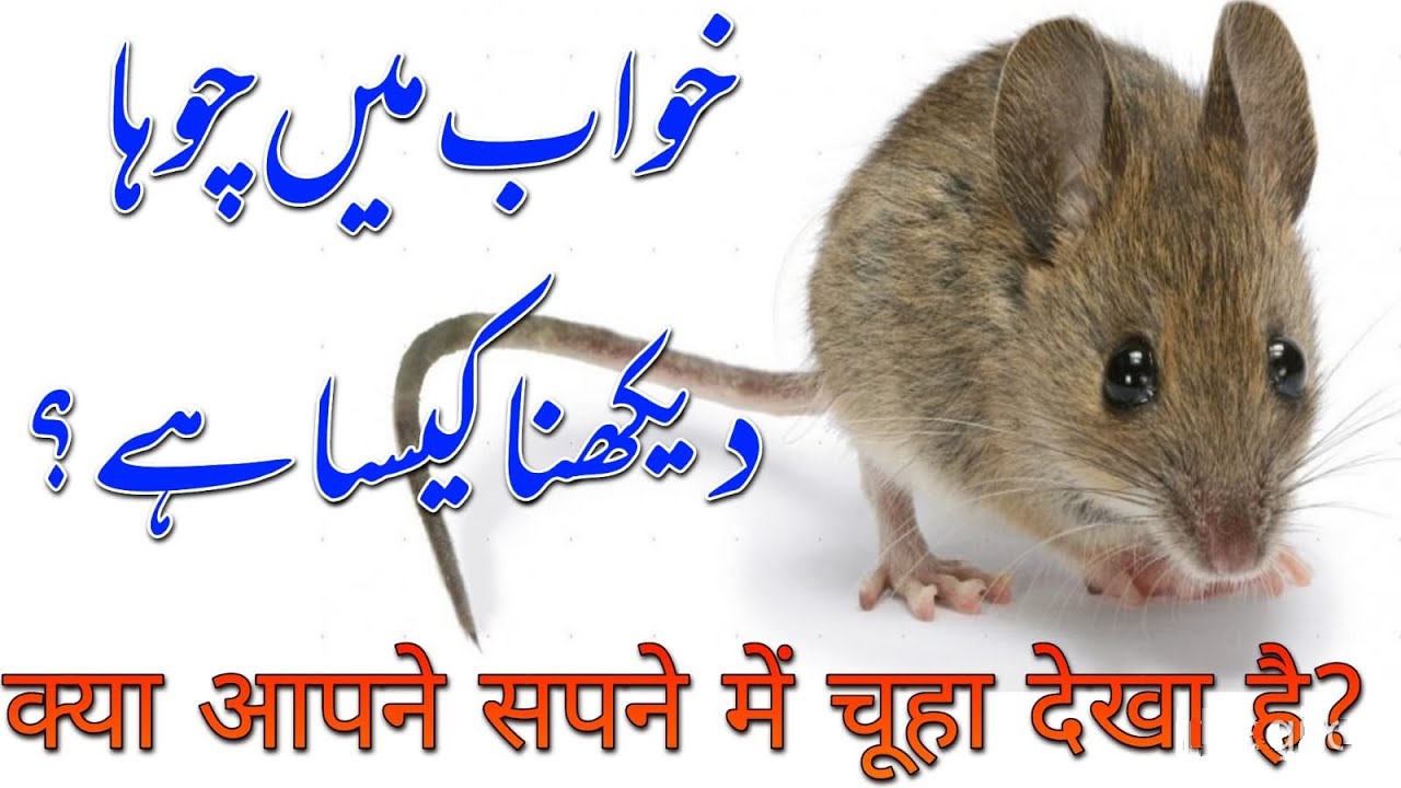 Khwab mein choha dekhna kesa hy || mouse dream meaning.mouse mean in a ...