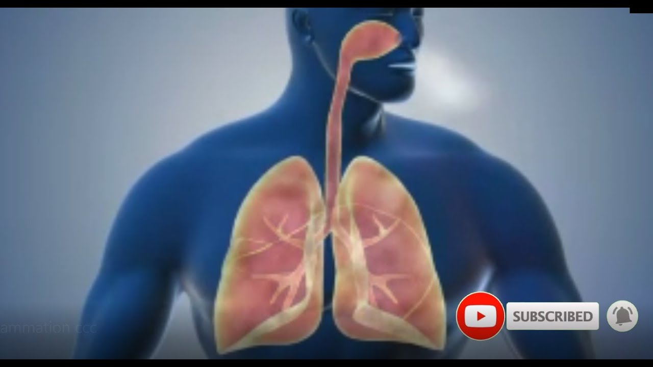 Lung inflation - YouTube