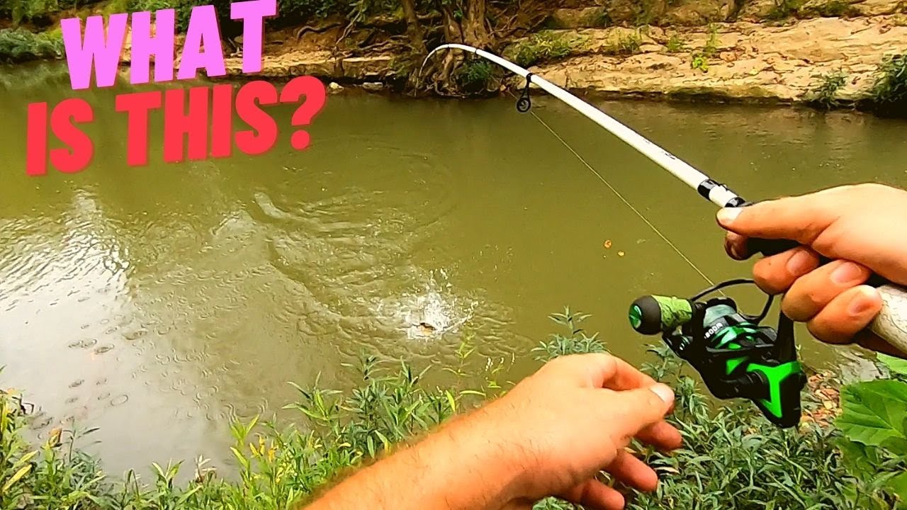Crazy RARE Creek Fishing Catches!! - YouTube