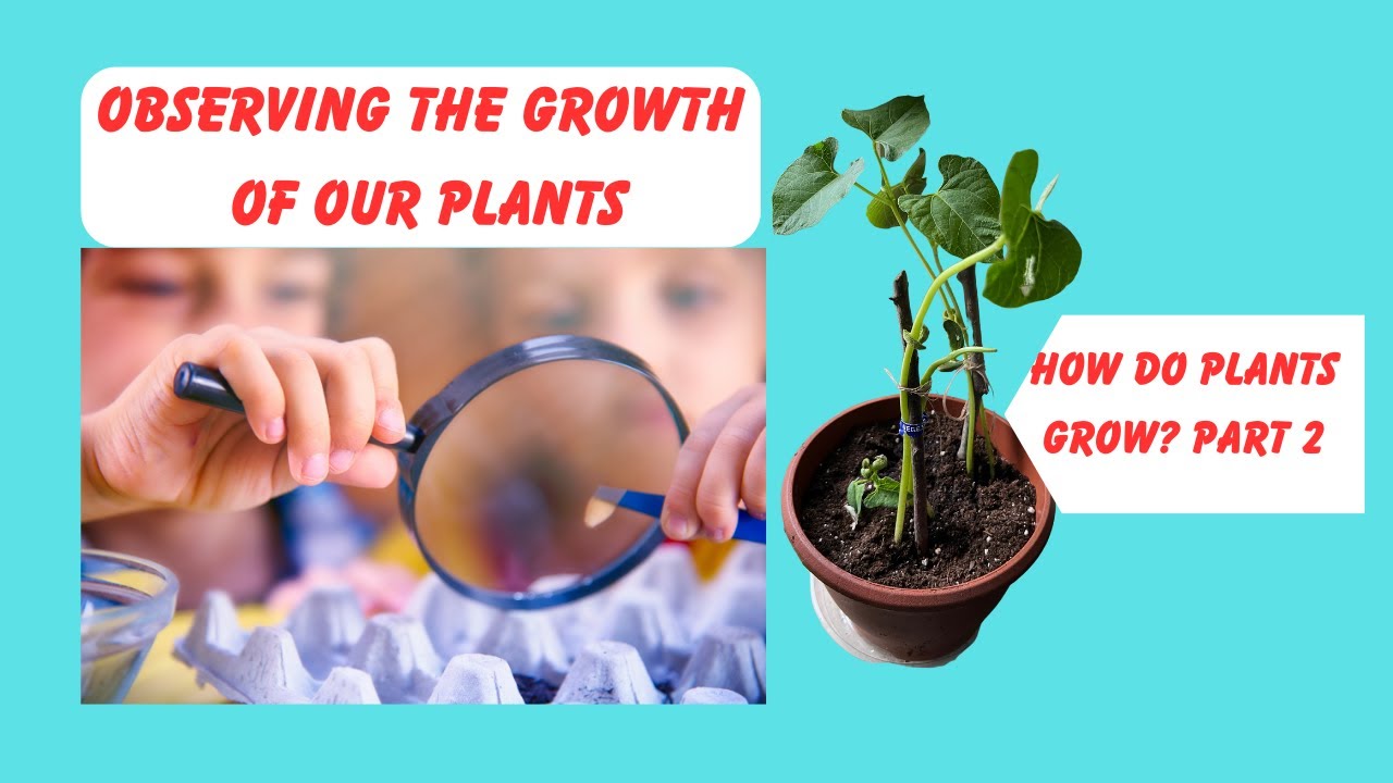 Observing The Growth of Our Plants | STEM with Plants - YouTube