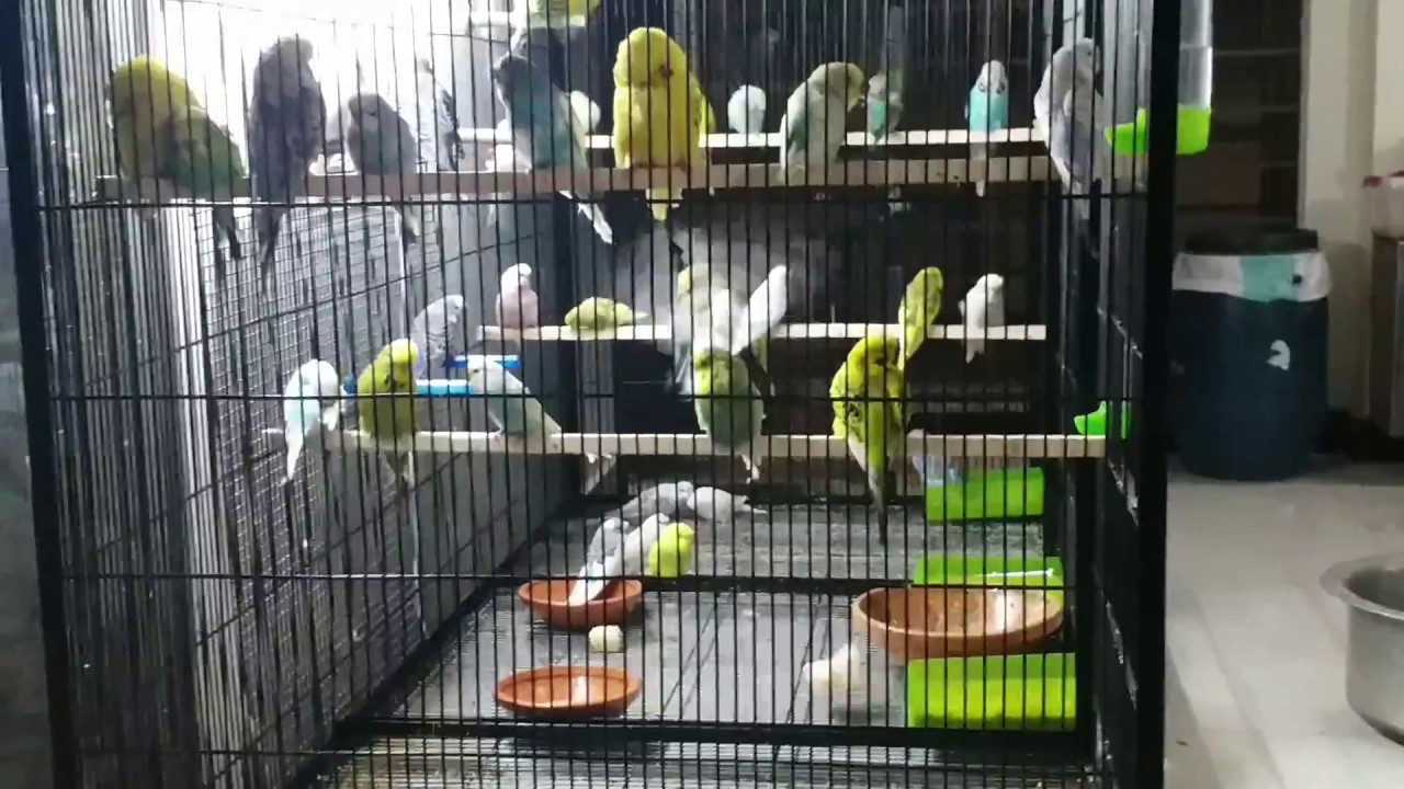 Exhibition Budgerigar Aviary - YouTube