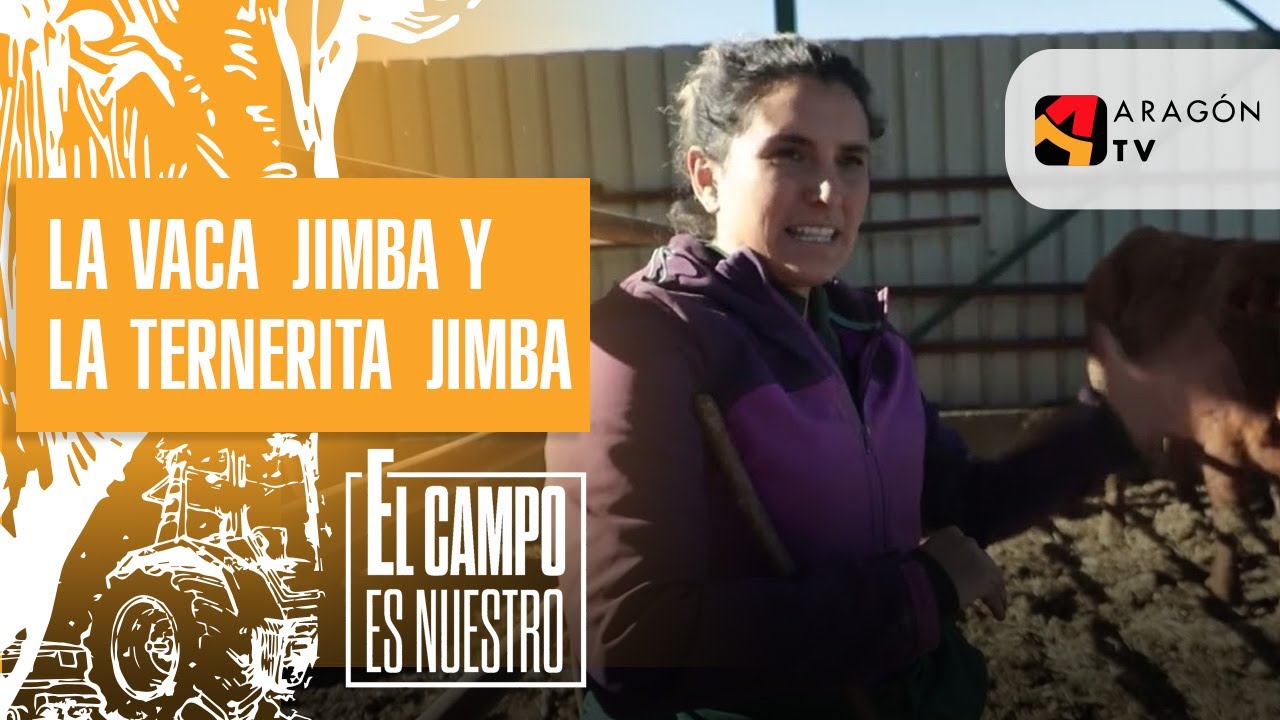 La vaca Jimba y la ternerita Jimba junior se llevan muy bien - YouTube