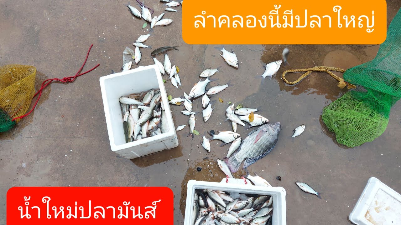 #ยกยอ #นักล่าในวารี #ยอจำ ยกยอหาปลาในวันที่ฝนตก | Flook Find Fish EP.6 ...