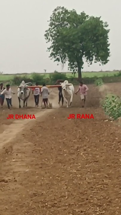 my left new bull jr rana - YouTube