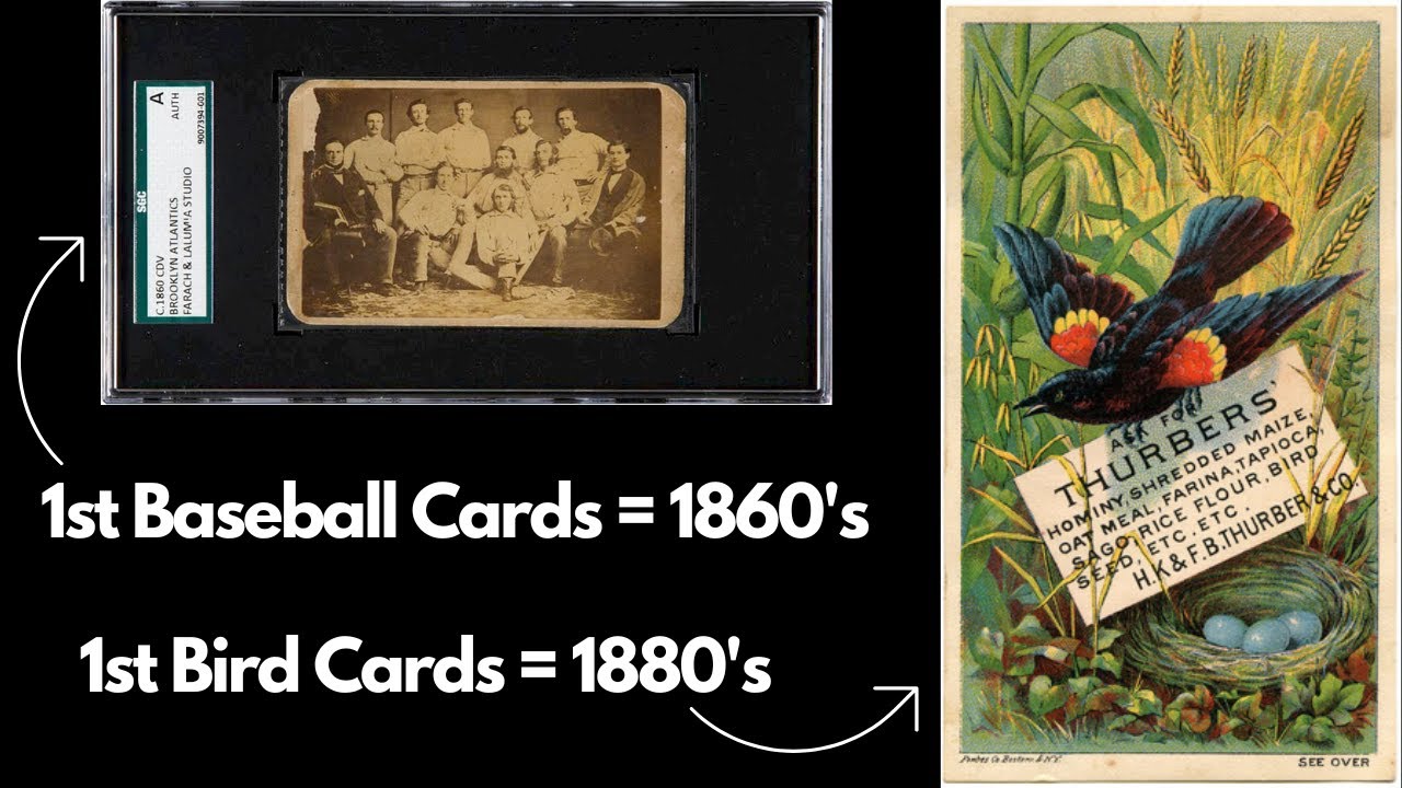 Can I Make You Interested in the History of Bird Trading Cards? - YouTube