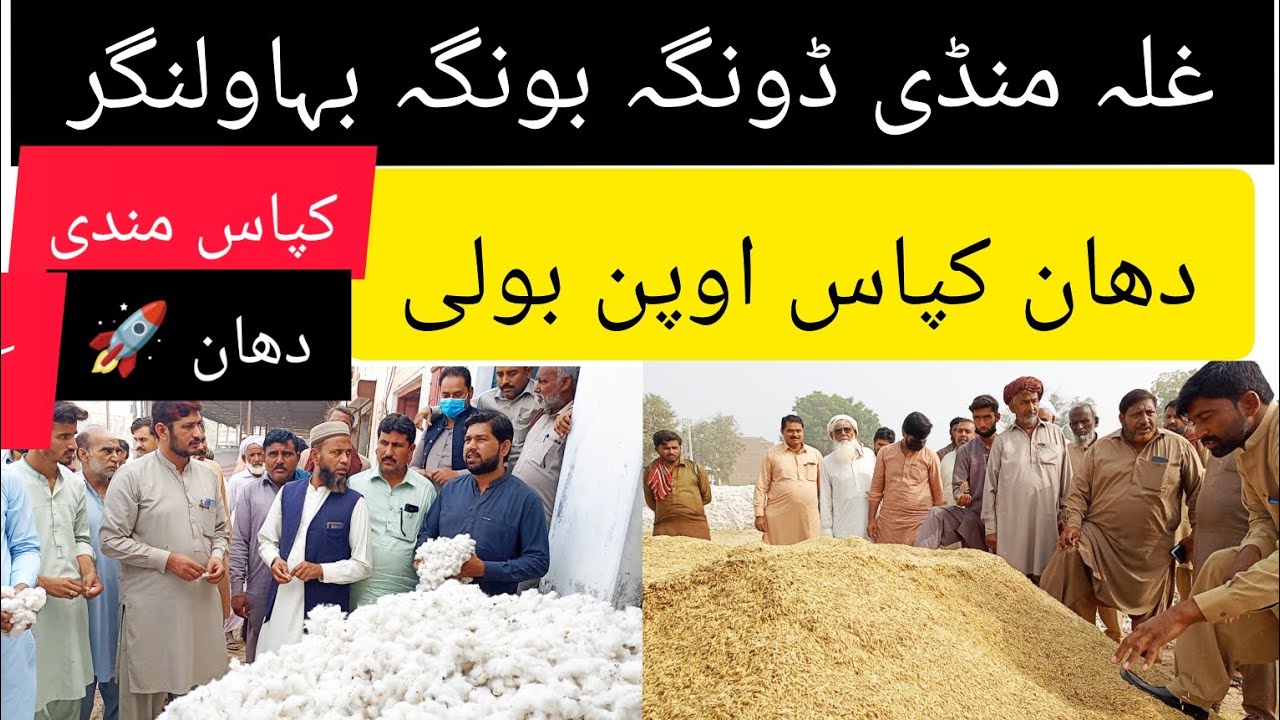 ghla mandi dunga bunga cotton rice open rate update 14_11_24 - YouTube
