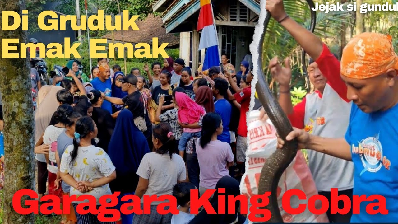 Host Jejak Si Gundul di Grebek Emak Emak, gara gara King Cobra - YouTube