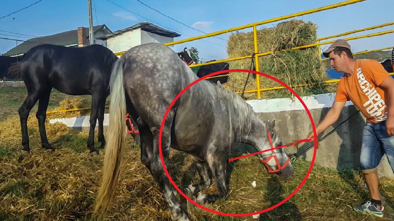 Uimitor ce poate sa faca acest cal de rasa - YouTube