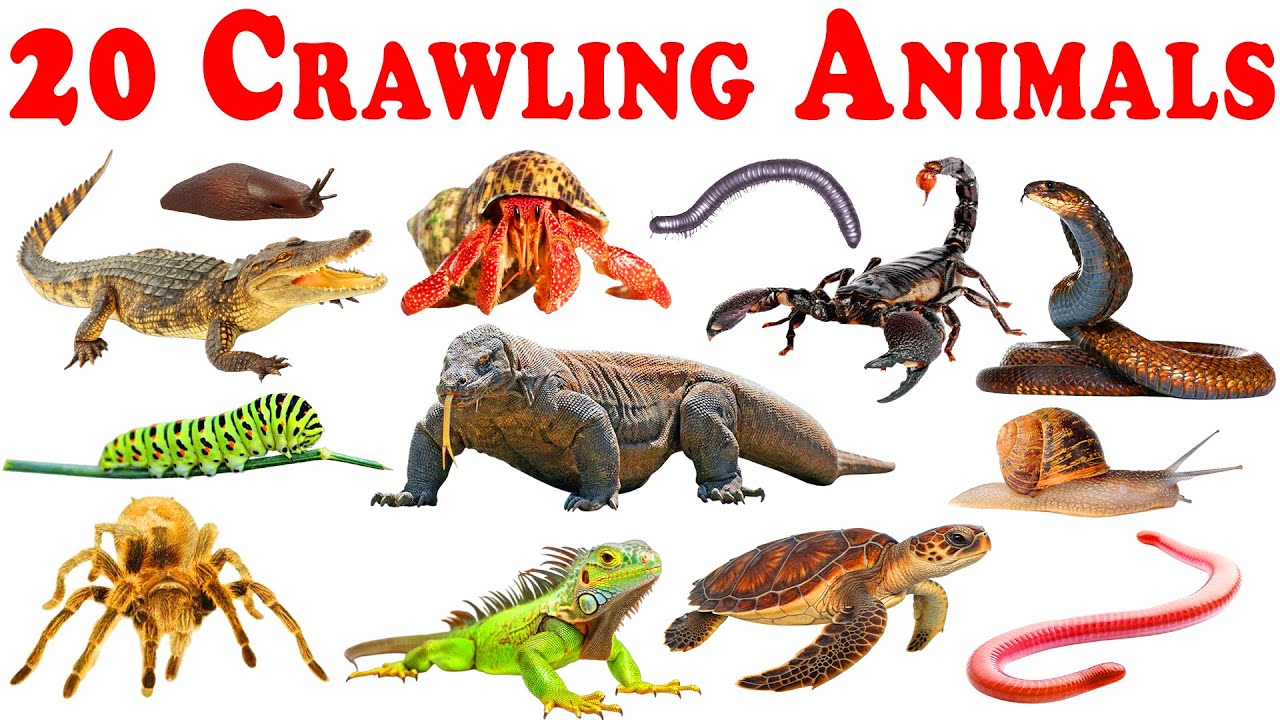 20 Crawling Animals Name for Kids | Learn Crawling Animals in English ...