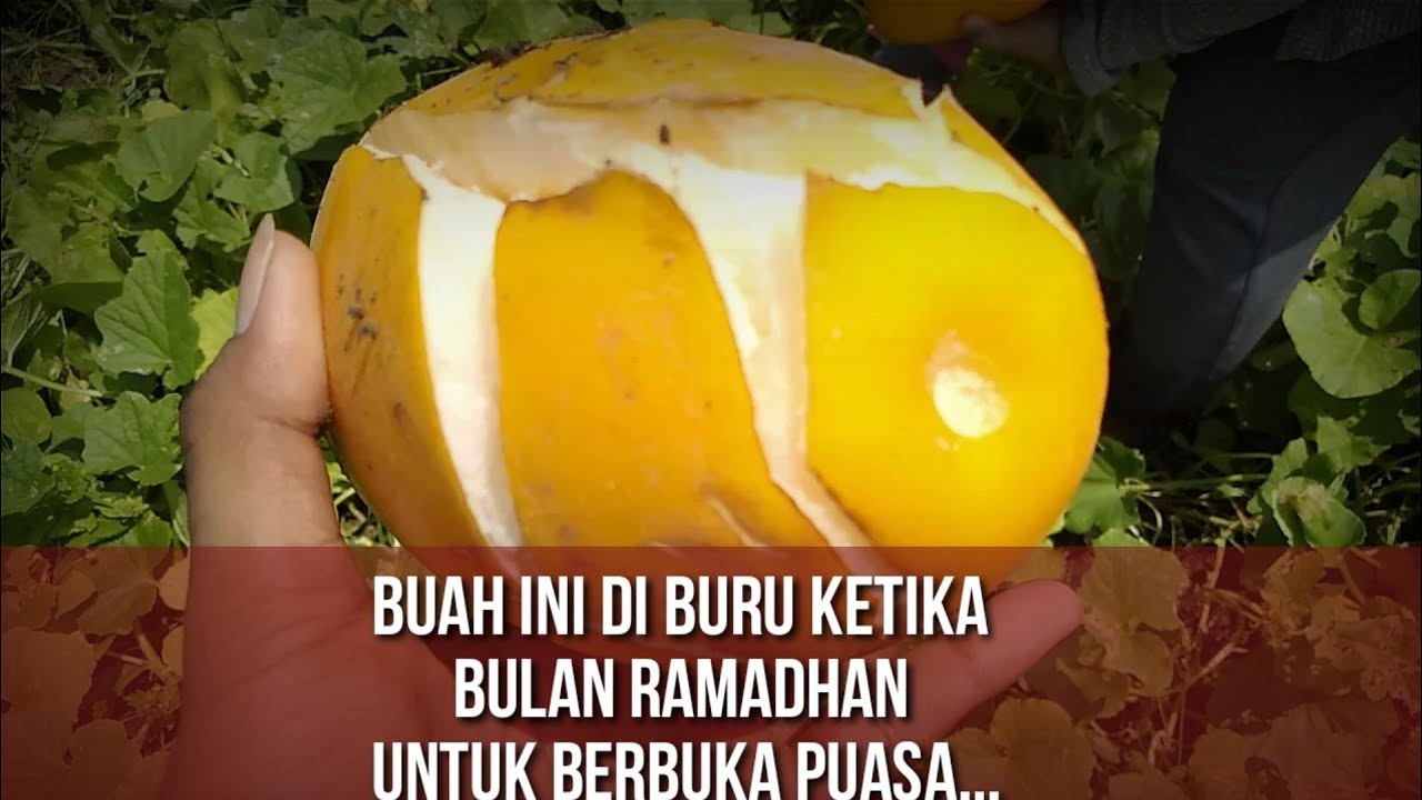 TIMUN SURI NAMANYA - YouTube