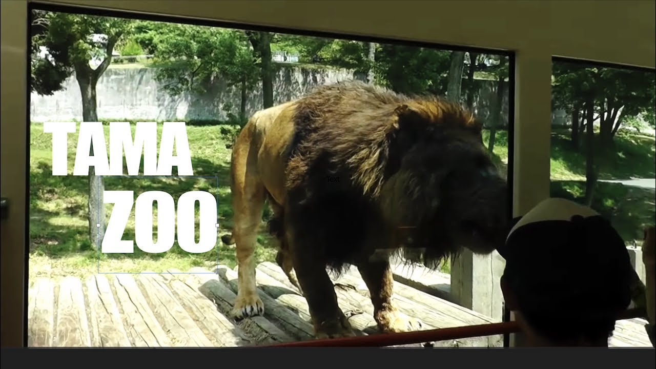 Tama Zoo (4K) - YouTube
