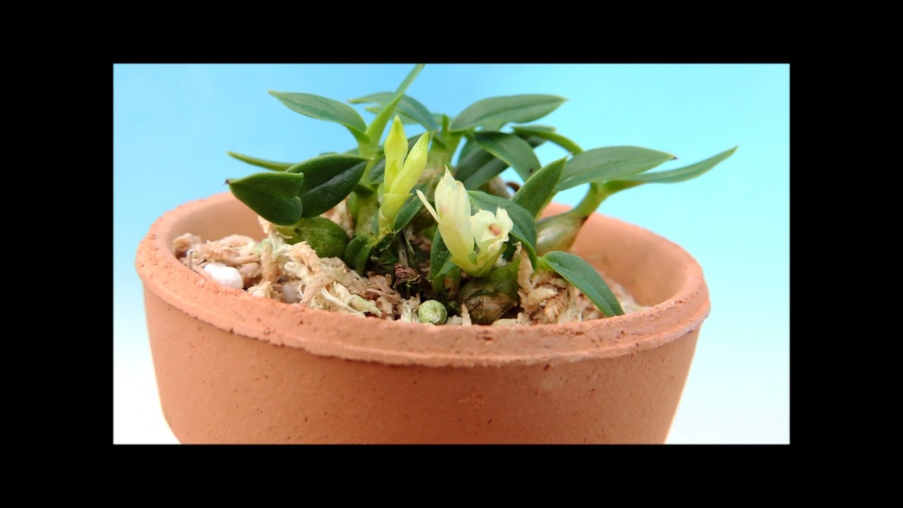 Dendrobium parvulum ssp.huliorum (orchid) - YouTube