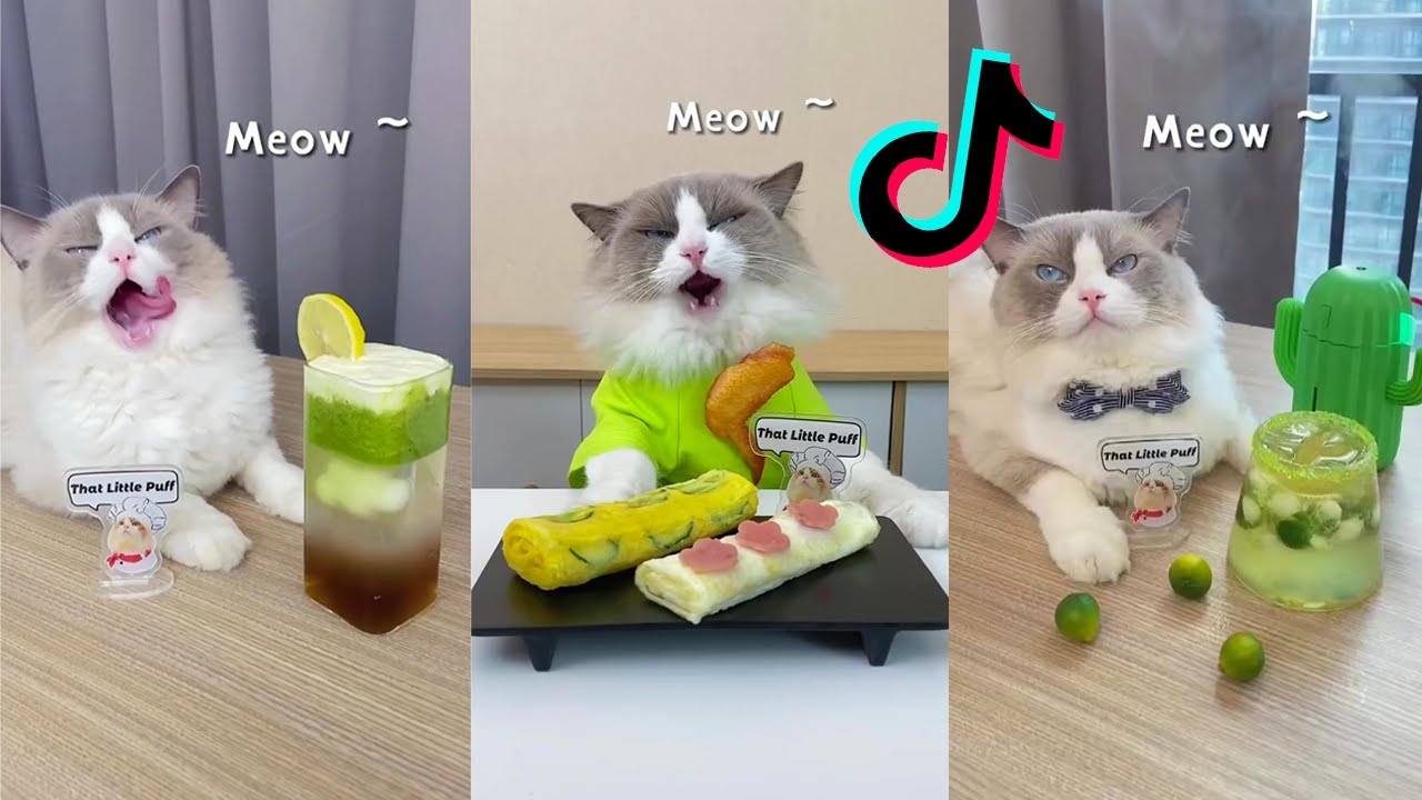 That Little Puff | Cats Make Food 😻 | Kitty God & Others | TikTok 2024 ...
