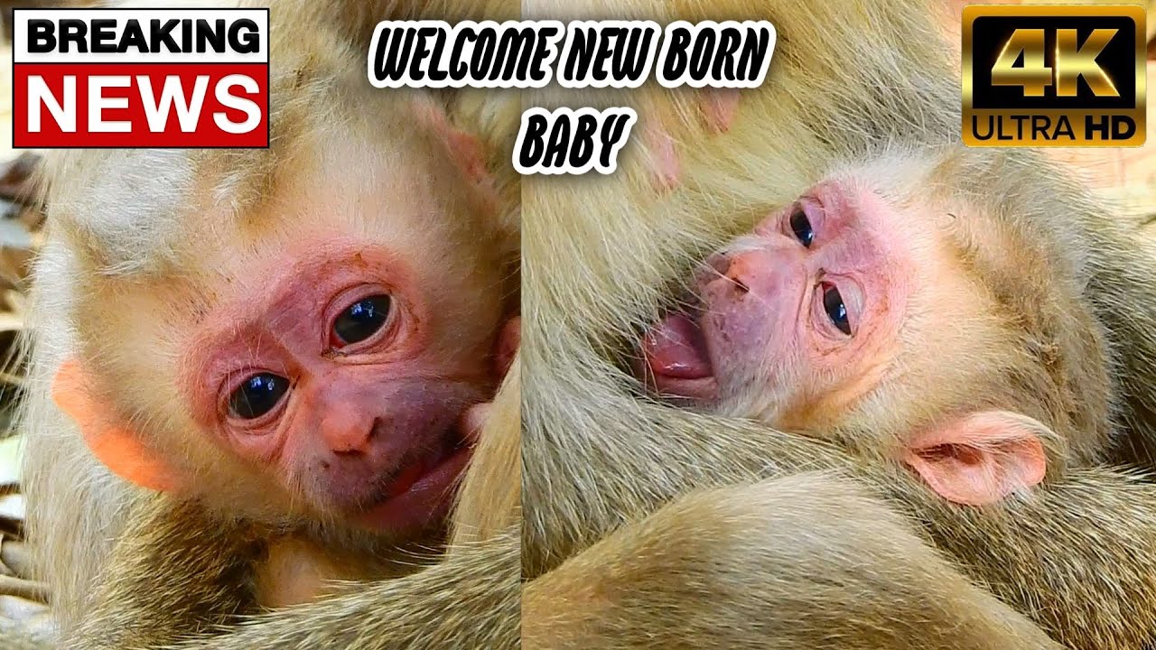 Breaking new, welcome new born baby monkey from mom Milie on 29 01 2025 ...
